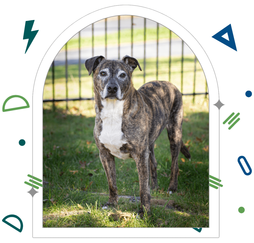 Best Vet Care In Harrisburg, PA | Blue Mountain